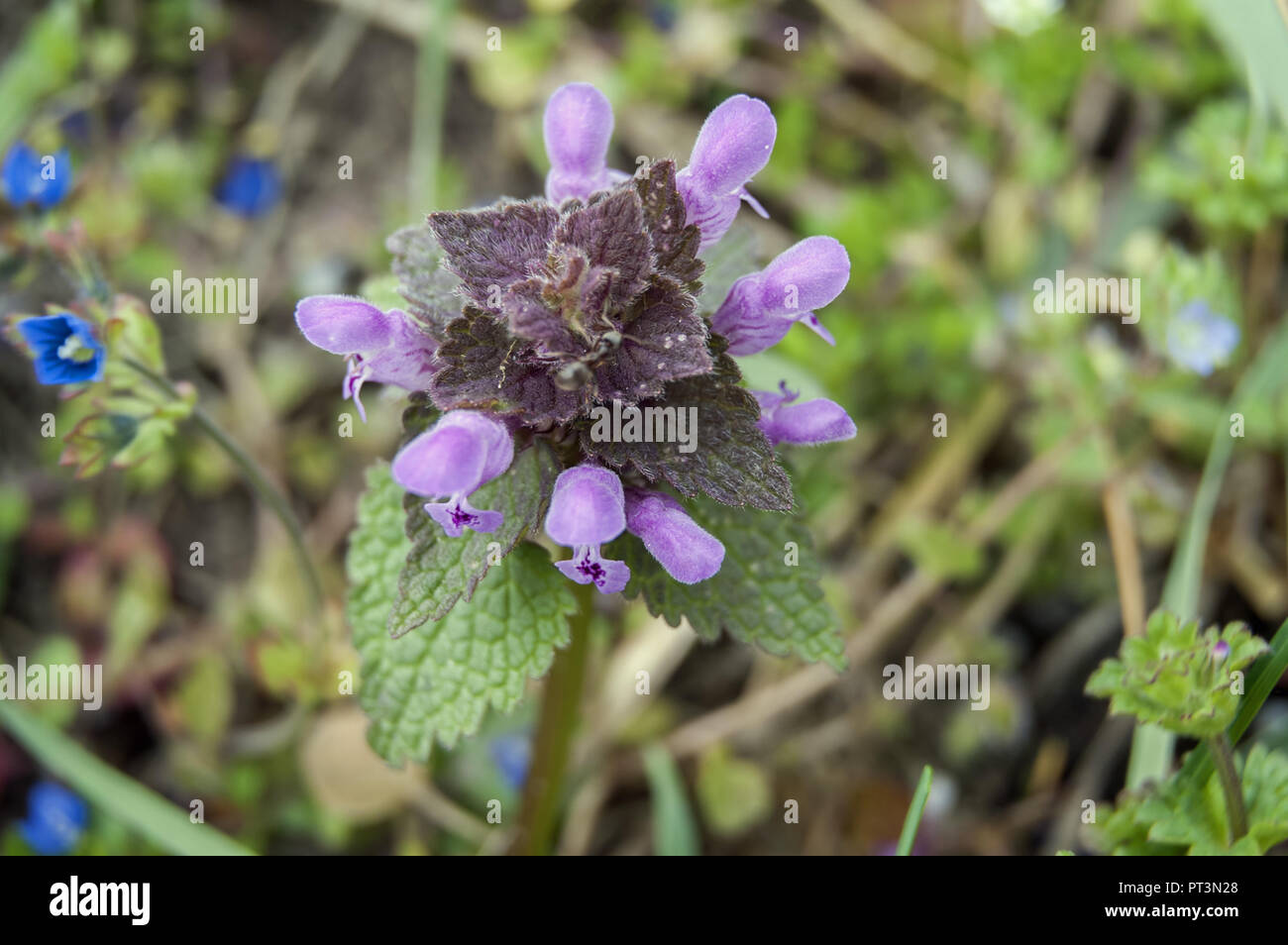 Lamium purpureum, known as red dead-nettle, purple dead-nettle, red ...