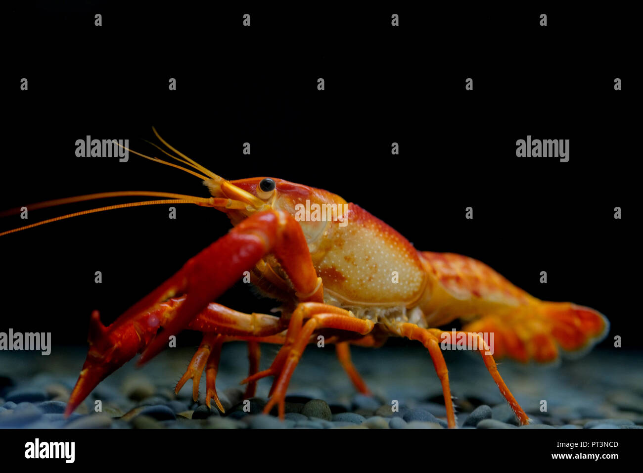 crayfish Procambarus clarkii ghost in the aquarium Stock Photo - Alamy