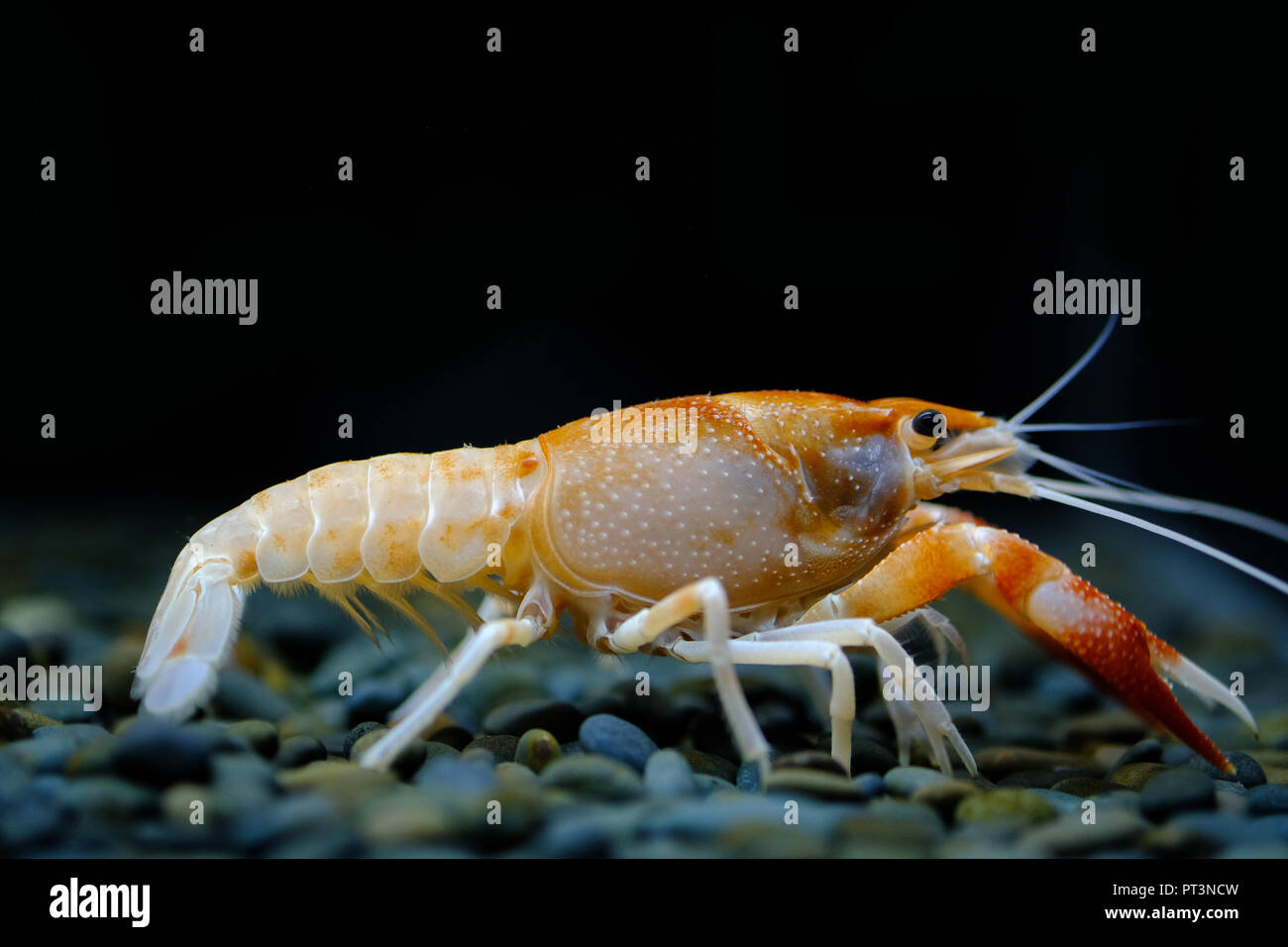 crayfish Procambarus clarkii ghost in the aquarium Stock Photo - Alamy