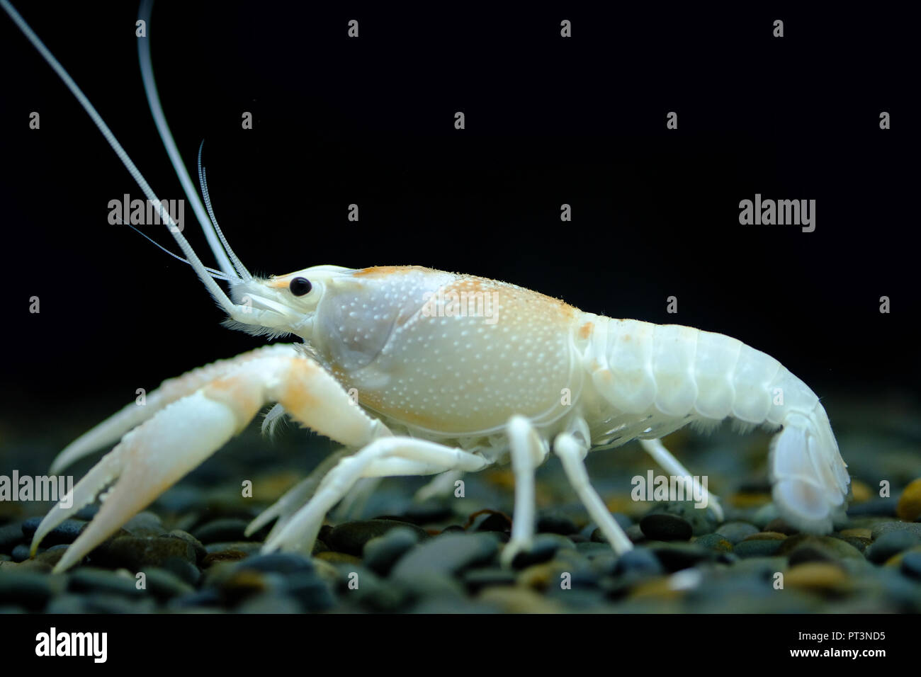 crayfish Procambarus clarkii ghost in the aquarium Stock Photo - Alamy