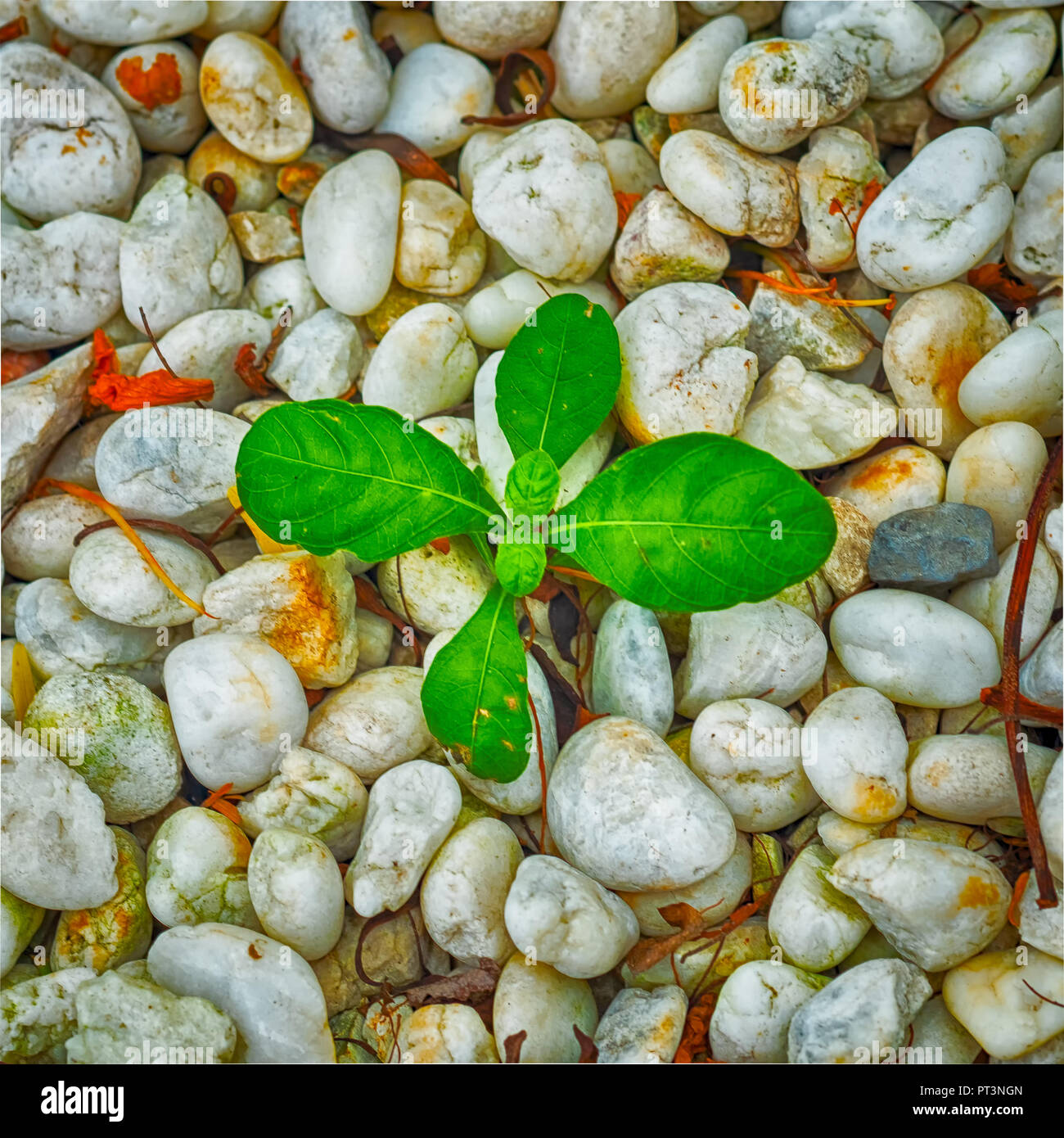 Trees growing out of rocks hi-res stock photography and images - Alamy