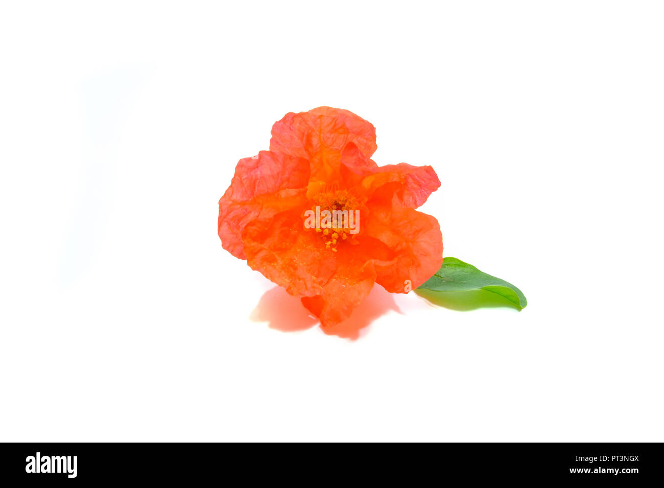 ruby flowers in a white background Stock Photo - Alamy