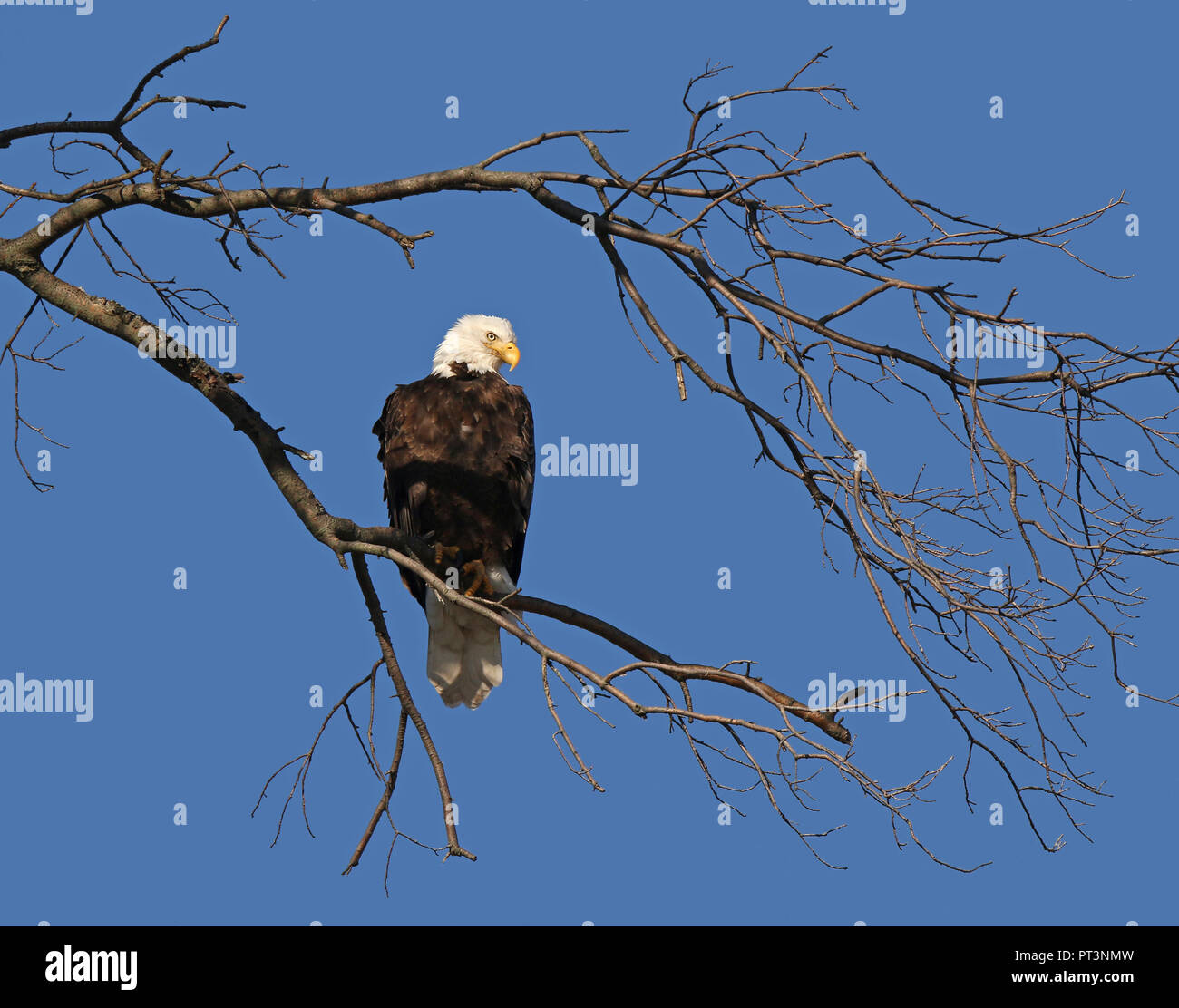 Bald Eagle Perched on Bare Tree Branches Stock Photo - Alamy