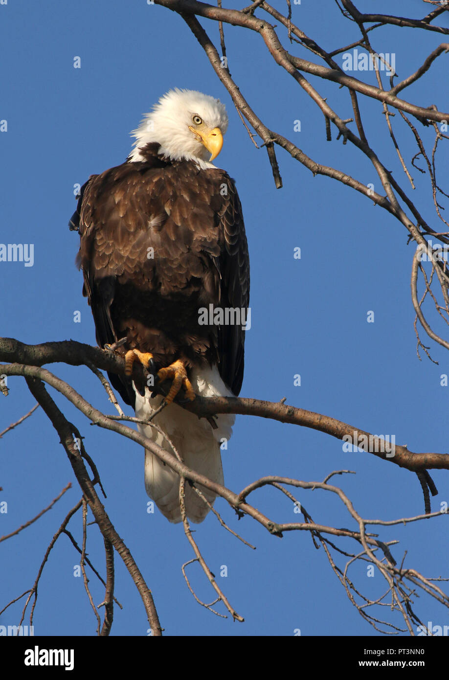 Bald Eagle Perched on Bare Tree Branch Stock Photo - Alamy