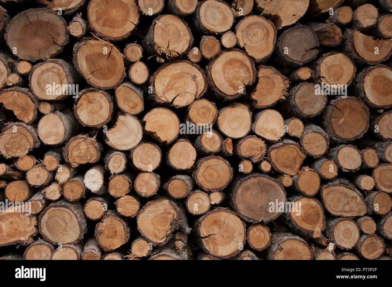Firewood stockpiled for the next winter at Ferden in the Loetschental ...