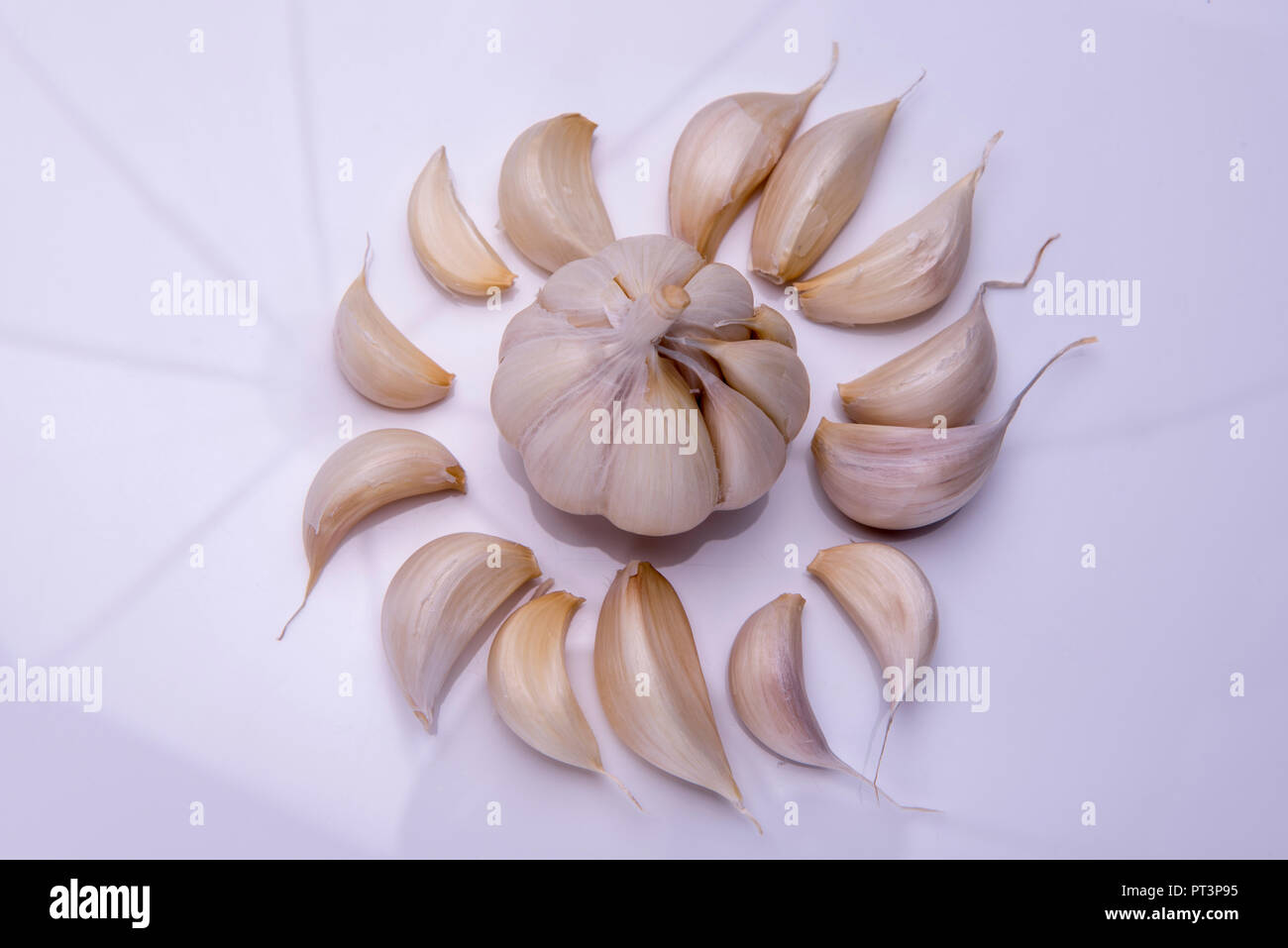 Garlic(Lehsun) (scientific name Allium sativum) is a species in the ...