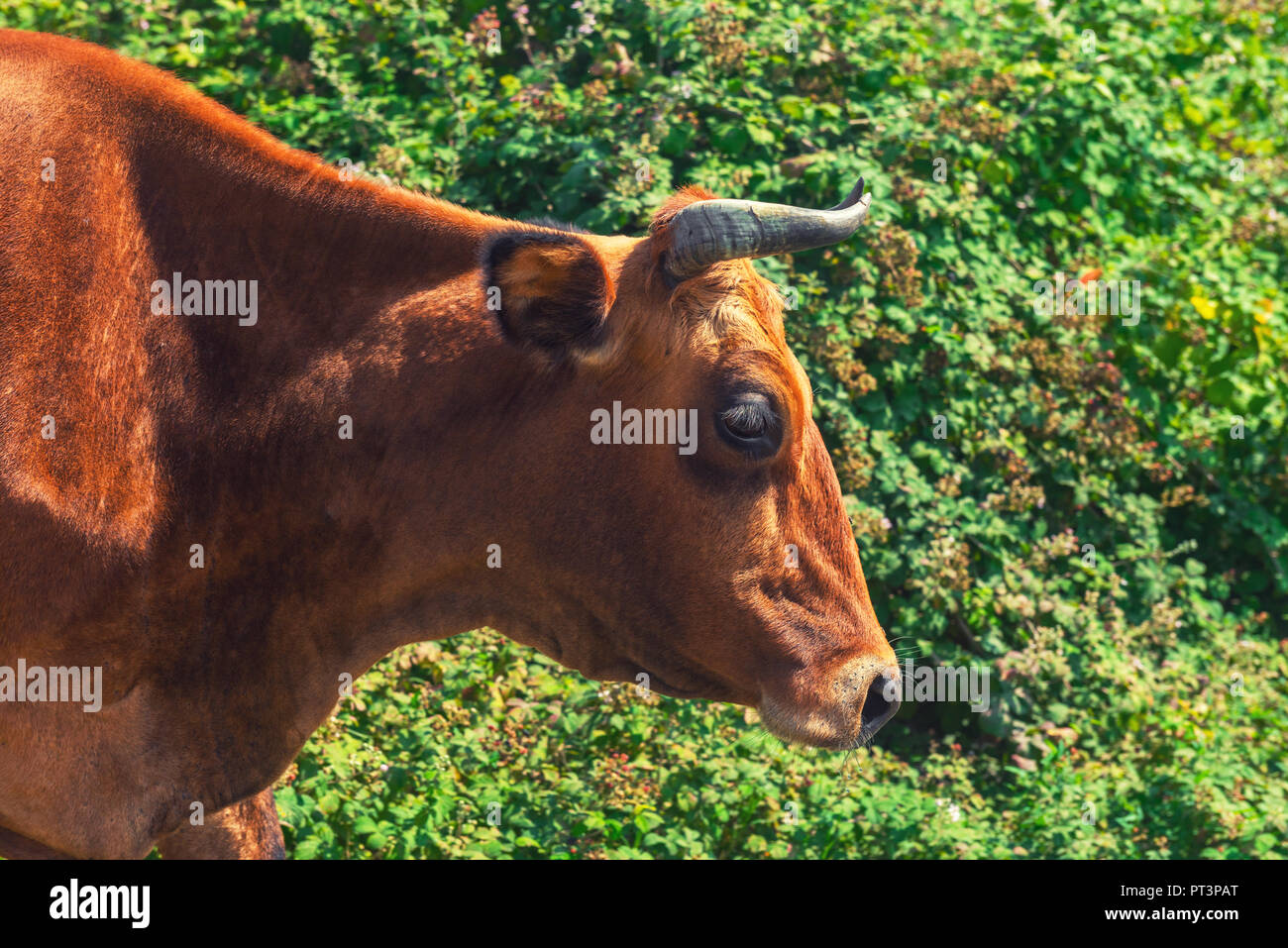 Cow head profile hi-res stock photography and images - Alamy