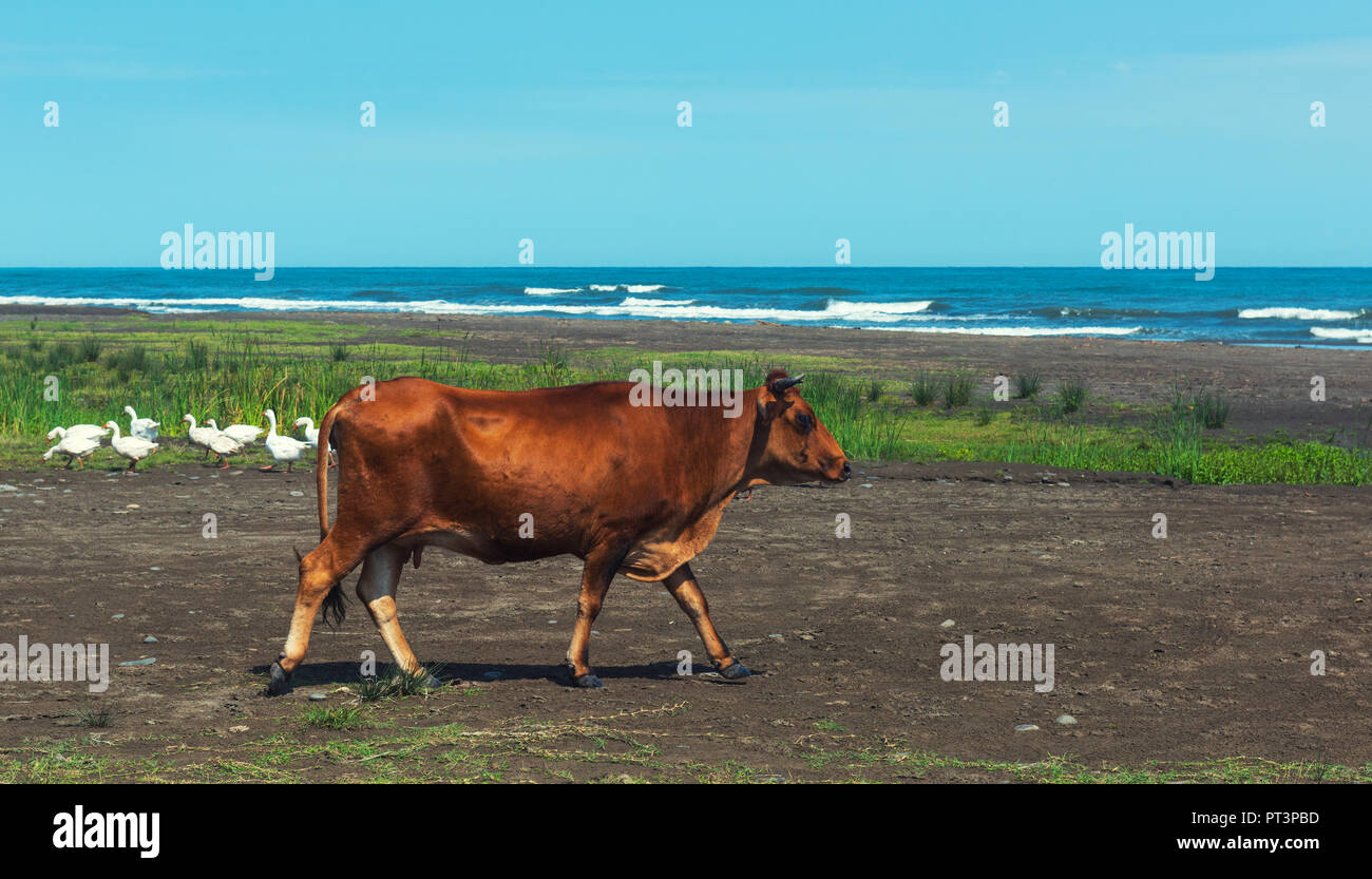 Red cow by the sea Stock Photo - Alamy