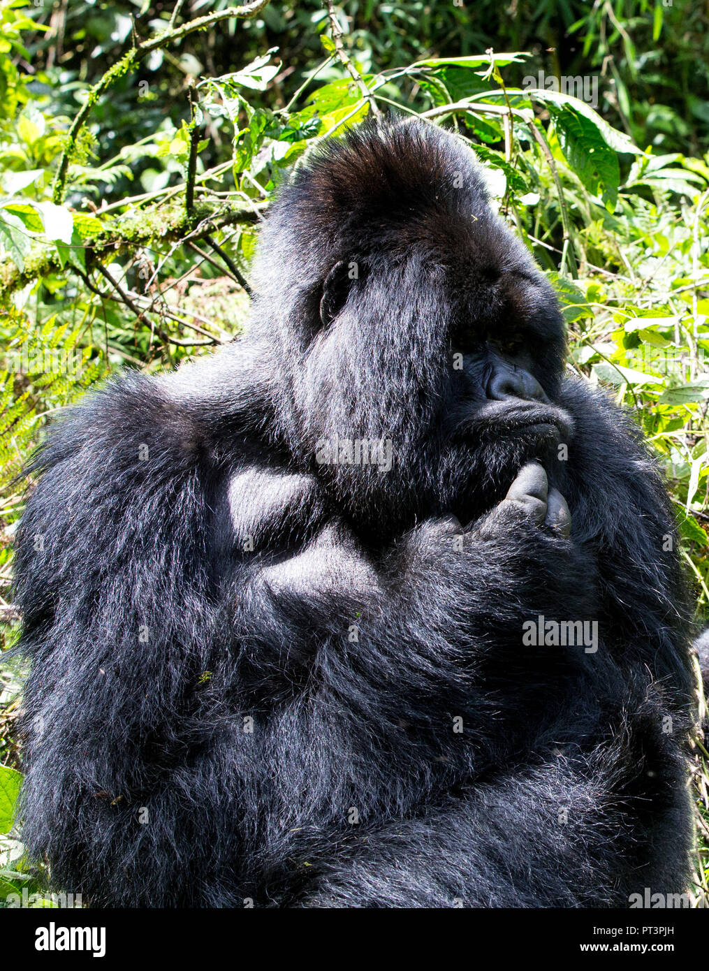 Portrait relaxing mountain gorilla hi-res stock photography and images ...