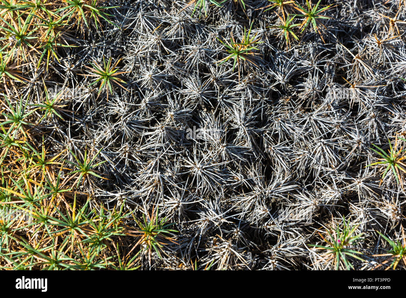 Beautiful texture of small plants in bright sunlight Stock Photo - Alamy