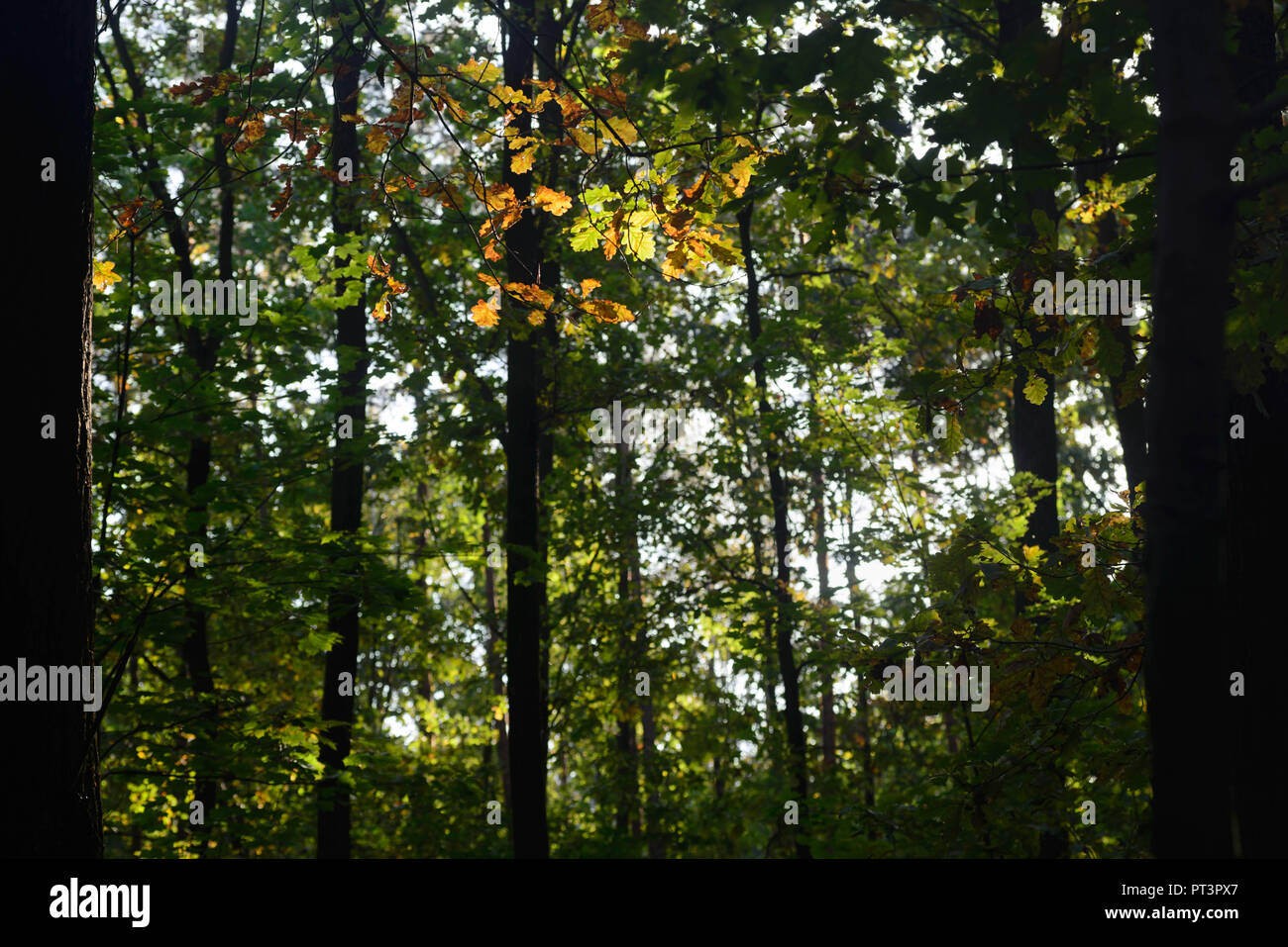 Back lit leaves plant hi-res stock photography and images - Alamy