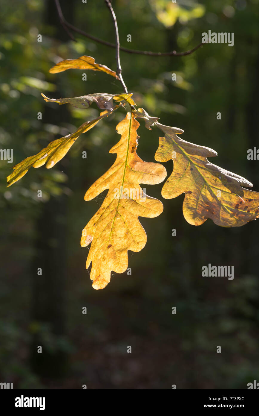 back lit yellow oak fall leaves in forest Stock Photo - Alamy