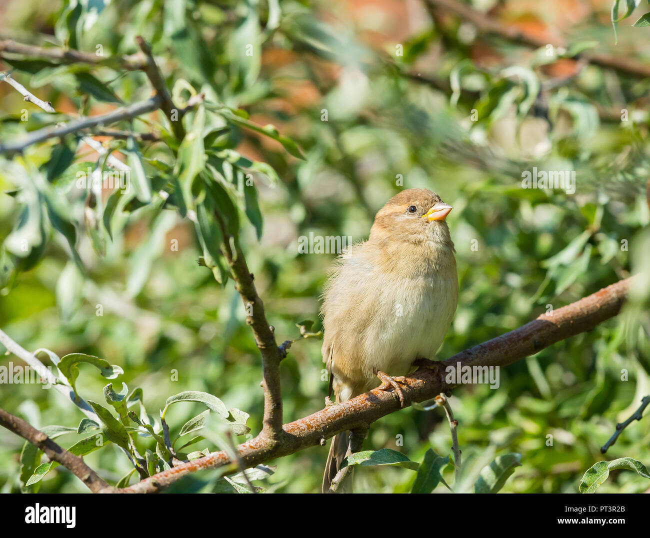 Female brown plumage hi-res stock photography and images - Alamy