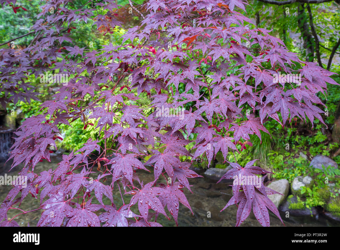 Leave changing colors hi-res stock photography and images - Alamy
