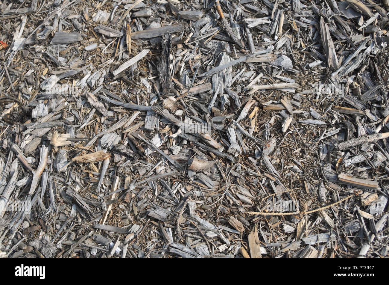Litter stick hi-res stock photography and images - Alamy