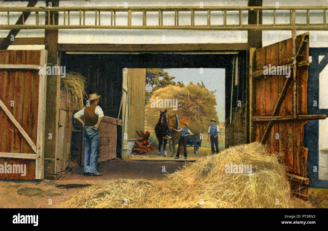 Grain harvest is driven by horse and cart into the barn Stock Photo - Alamy