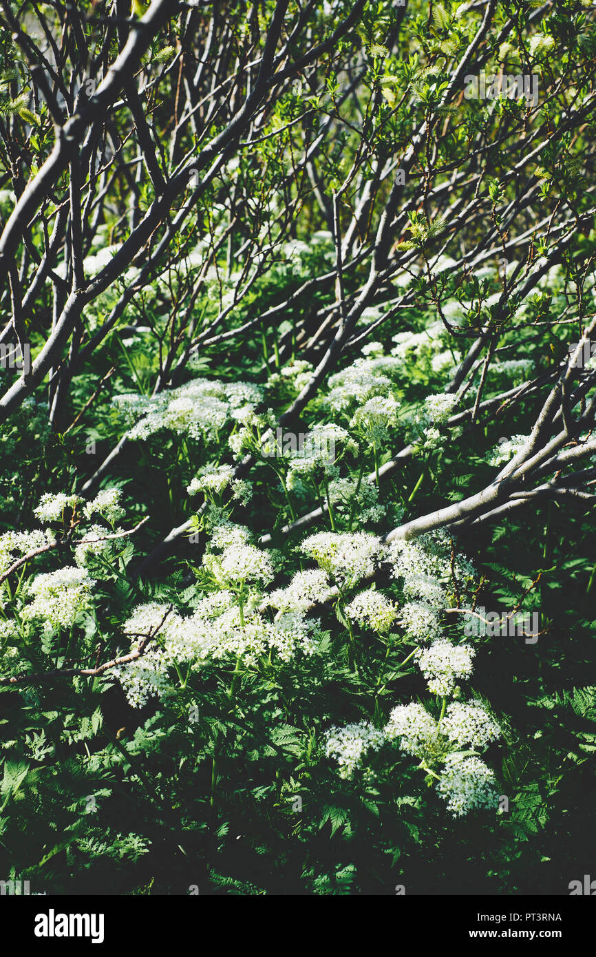 Shrub nature hi-res stock photography and images - Alamy