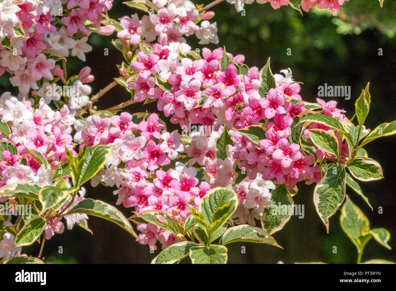 Variegated weigela hi-res stock photography and images - Alamy
