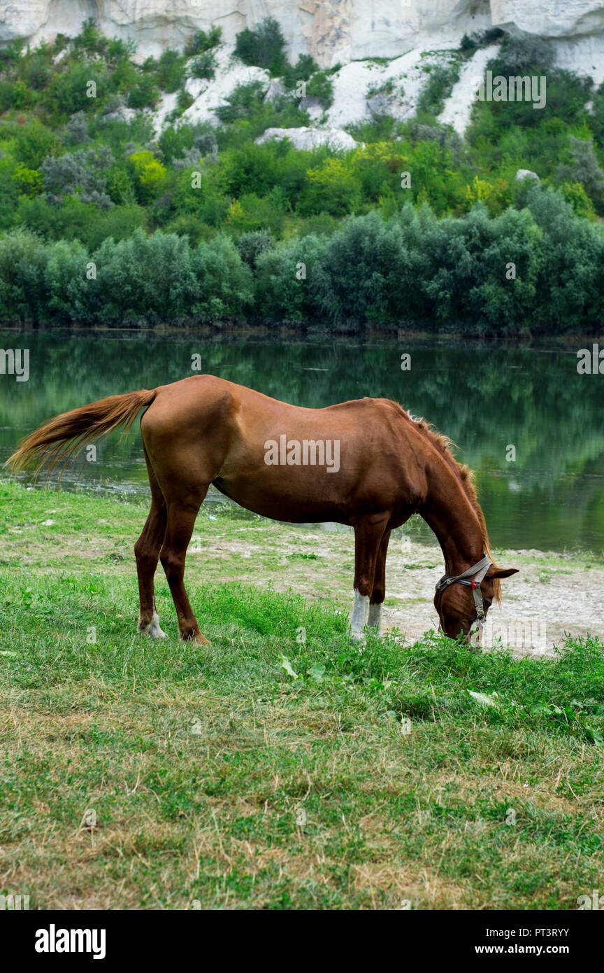 horse grazing on the Bank of the river, the theme of the beautiful ...