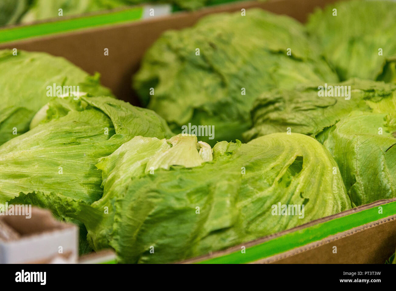 Lettuce in a Food Production Plant in the UK Stock Photo - Alamy