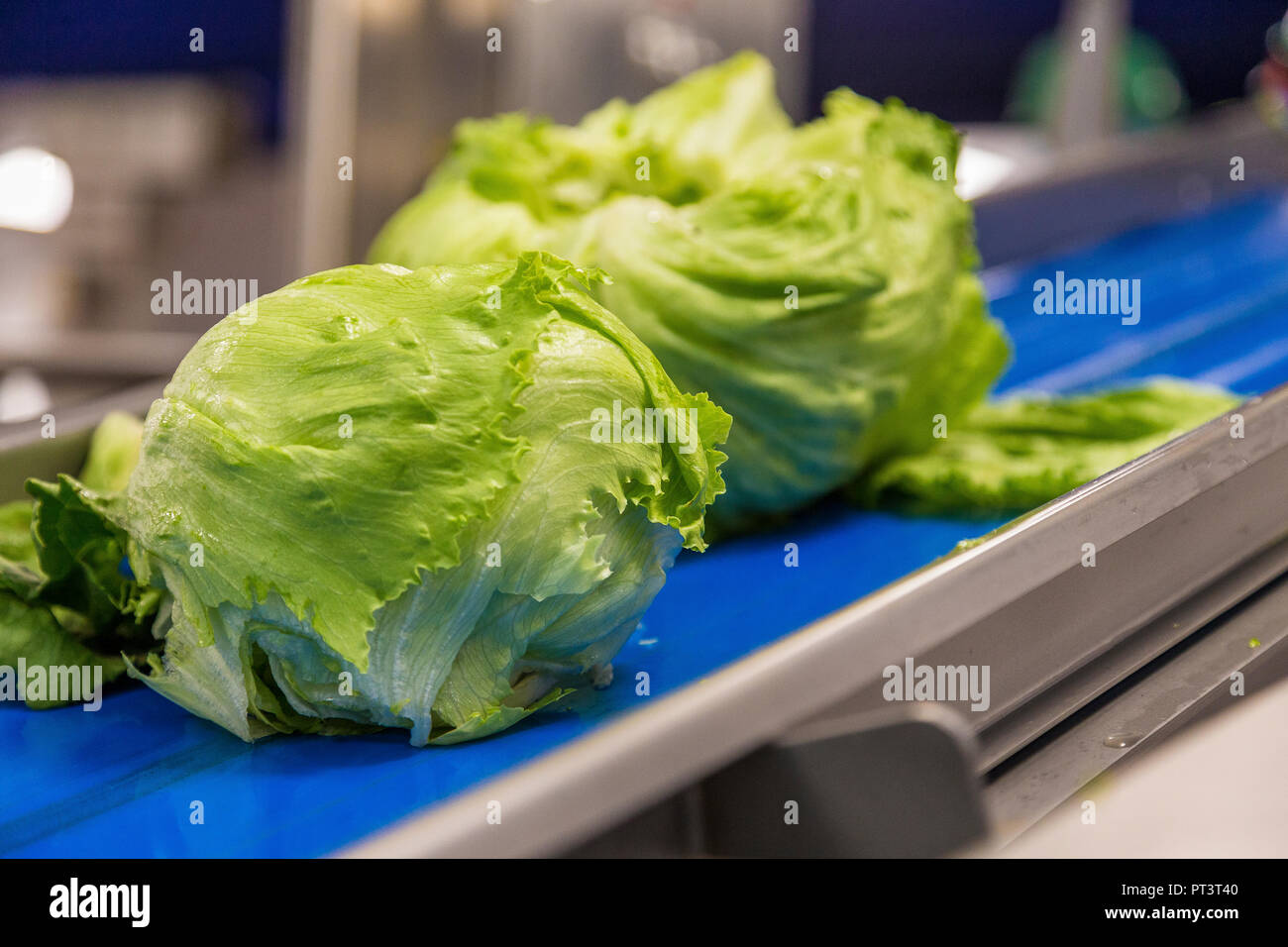 Food production line vegetables hi-res stock photography and images - Alamy