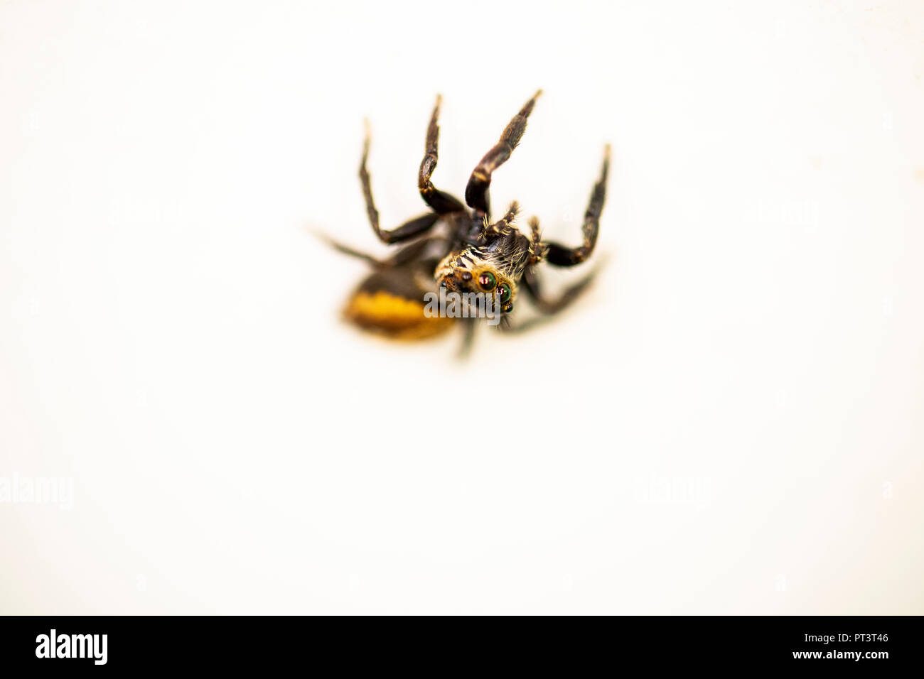 Cute spiders hi-res stock photography and images - Alamy