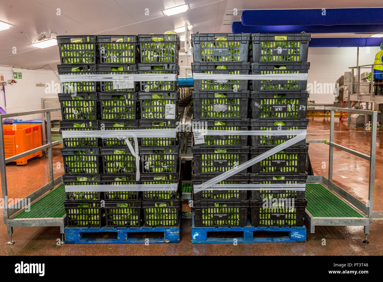 Healthy eating in production hi-res stock photography and images - Alamy