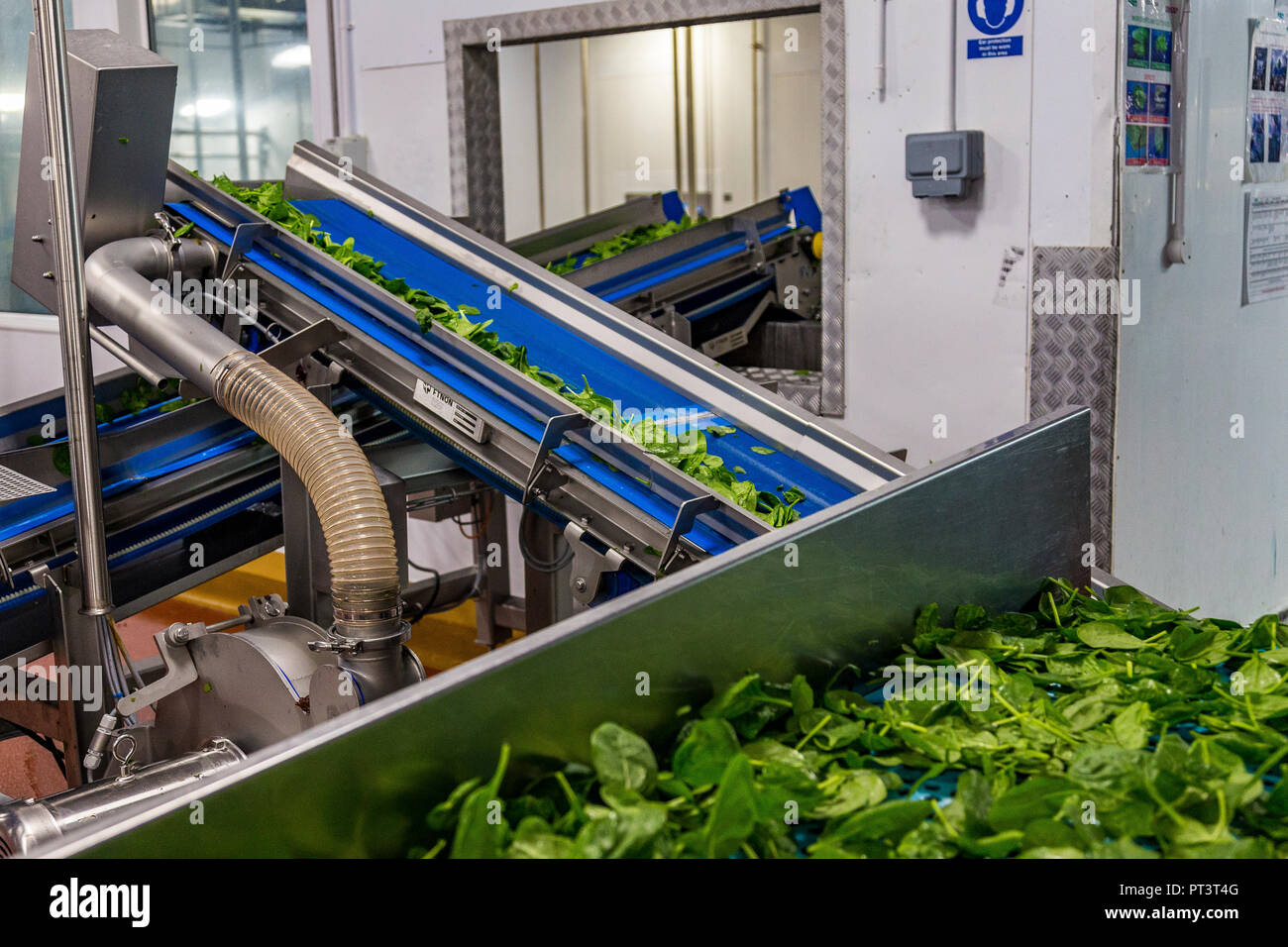 Lettuce in a Food Production Plant in the UK Stock Photo - Alamy