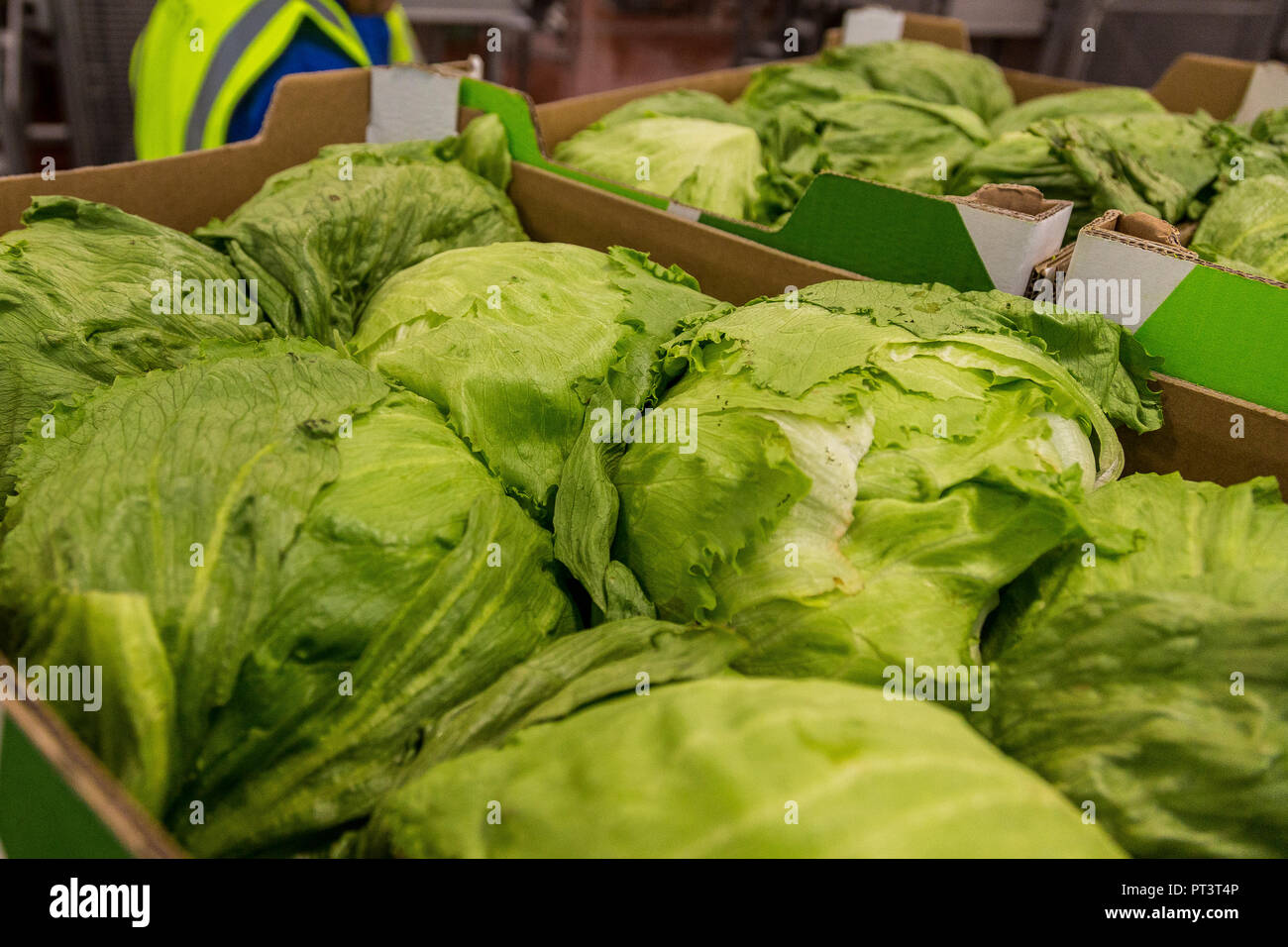 Lettuce in a Food Production Plant in the UK Stock Photo - Alamy