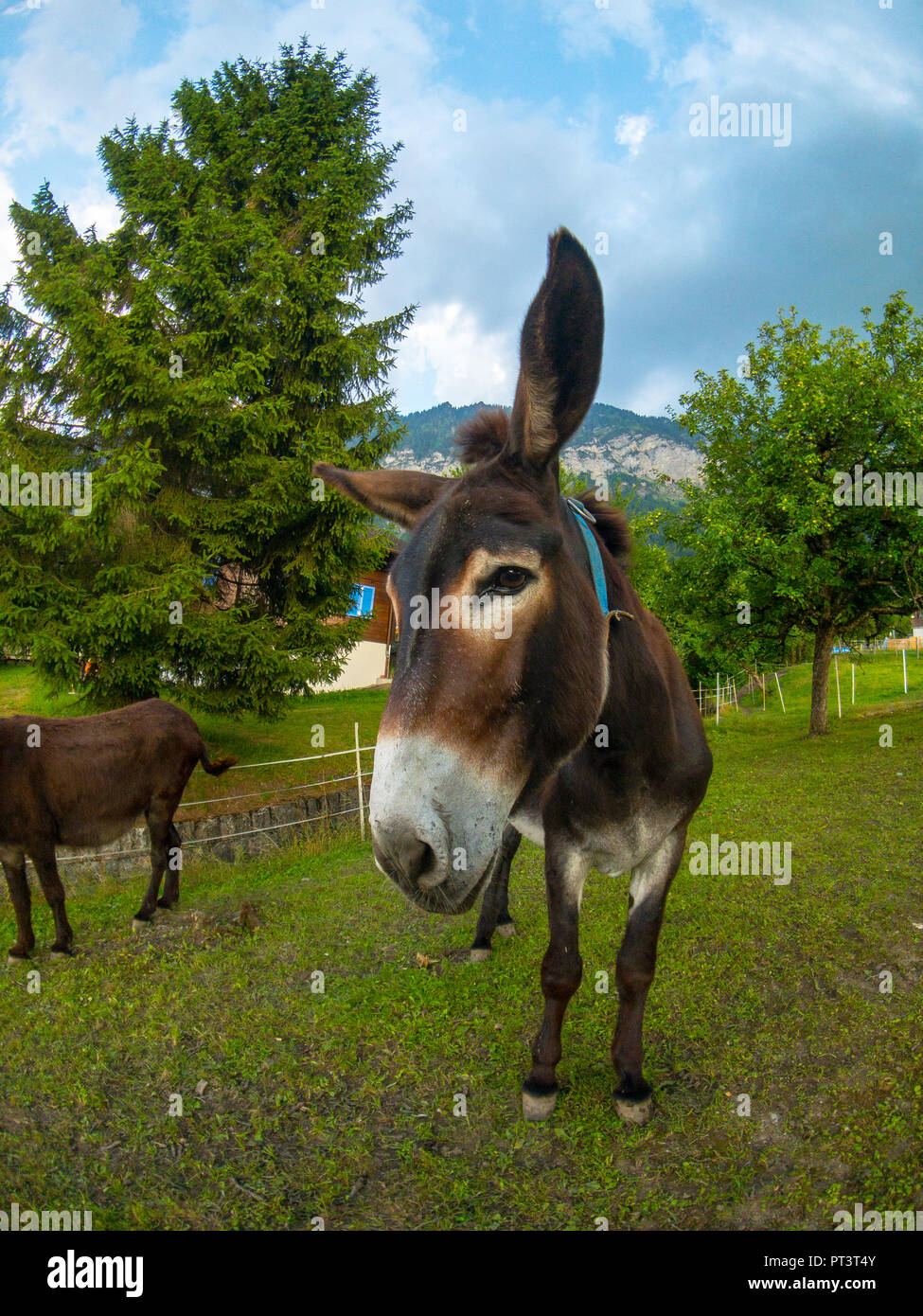 Donkey at the Switzerland farm Stock Photo - Alamy