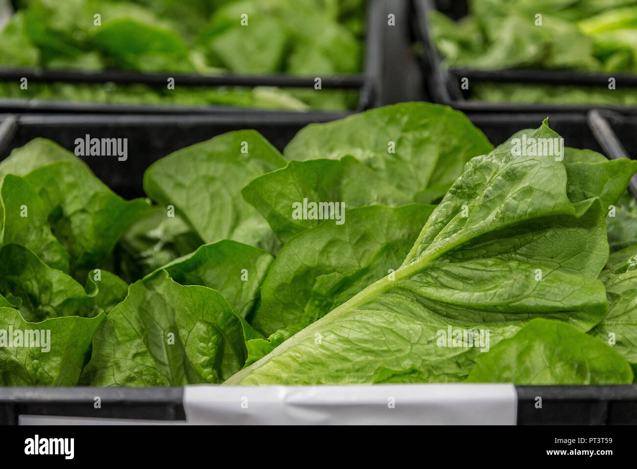 Lettuce in a Food Production Plant in the UK Stock Photo - Alamy