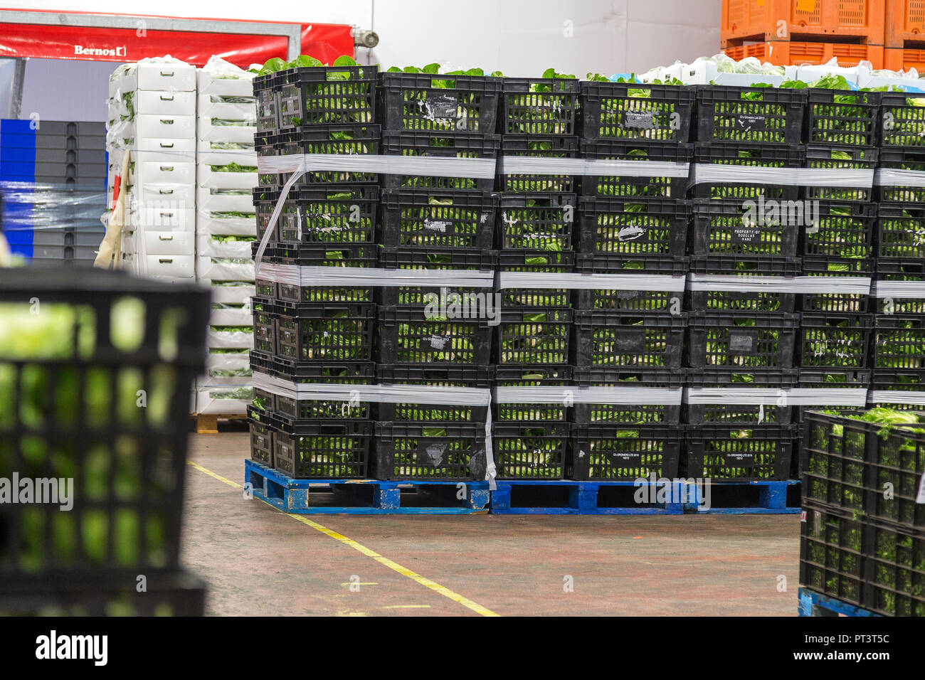 Food Production in the UK - Fruit, Vegetables, Prepared Salads, Healthy ...