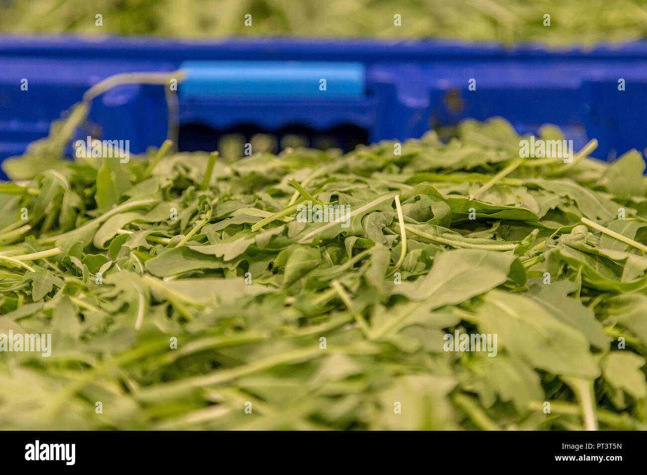 Food Production in the UK - Fruit, Vegetables, Prepared Salads, Healthy ...