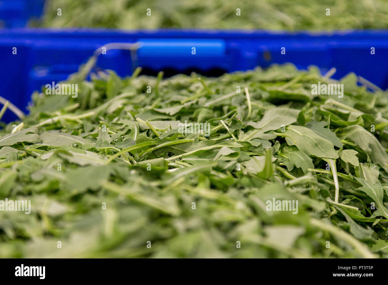 Food Production in the UK - Fruit, Vegetables, Prepared Salads, Healthy ...