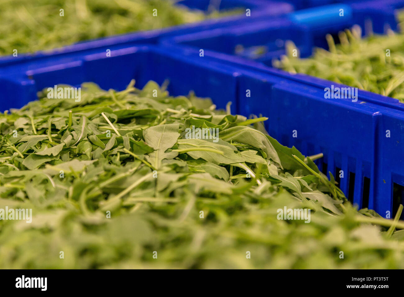 Food Production in the UK - Fruit, Vegetables, Prepared Salads, Healthy ...