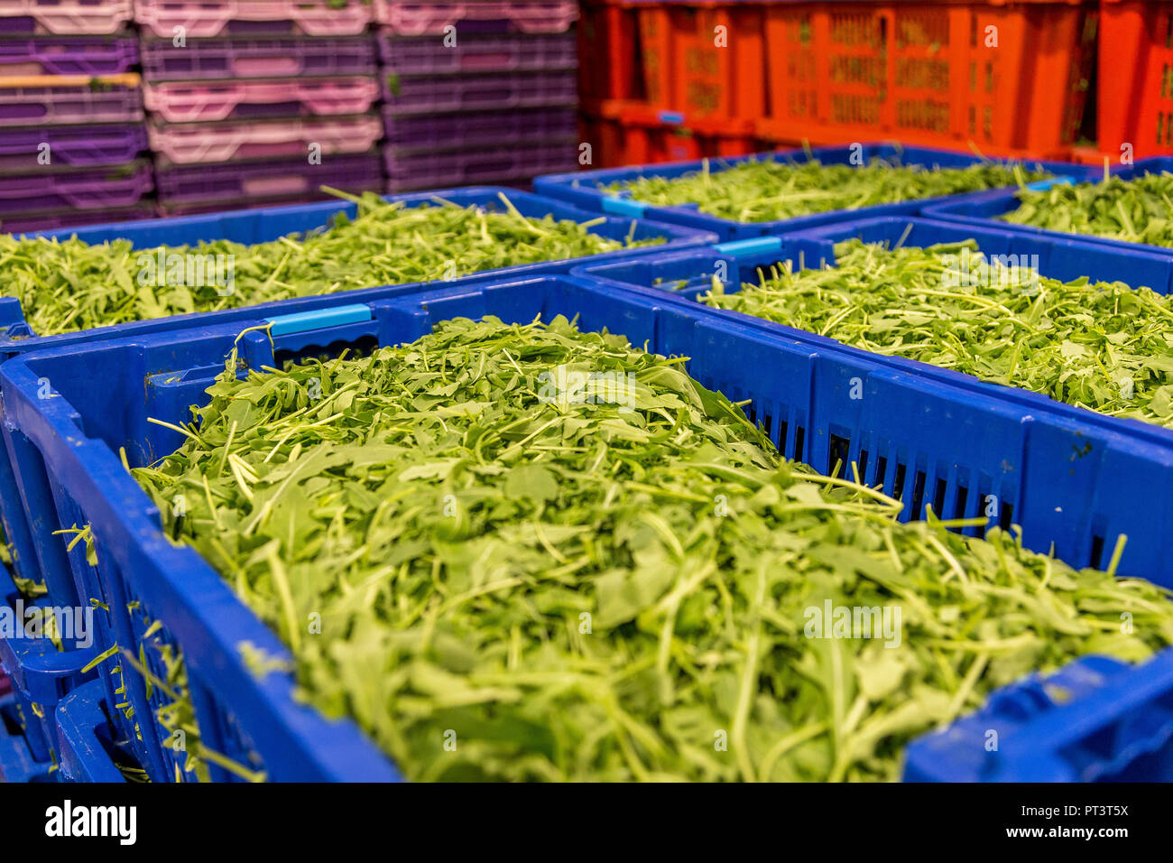 Food Production in the UK - Fruit, Vegetables, Prepared Salads, Healthy ...