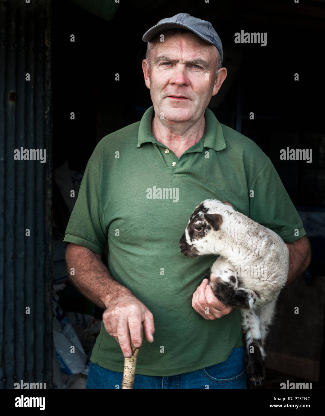 Ireland farm animals animal hi-res stock photography and images - Alamy