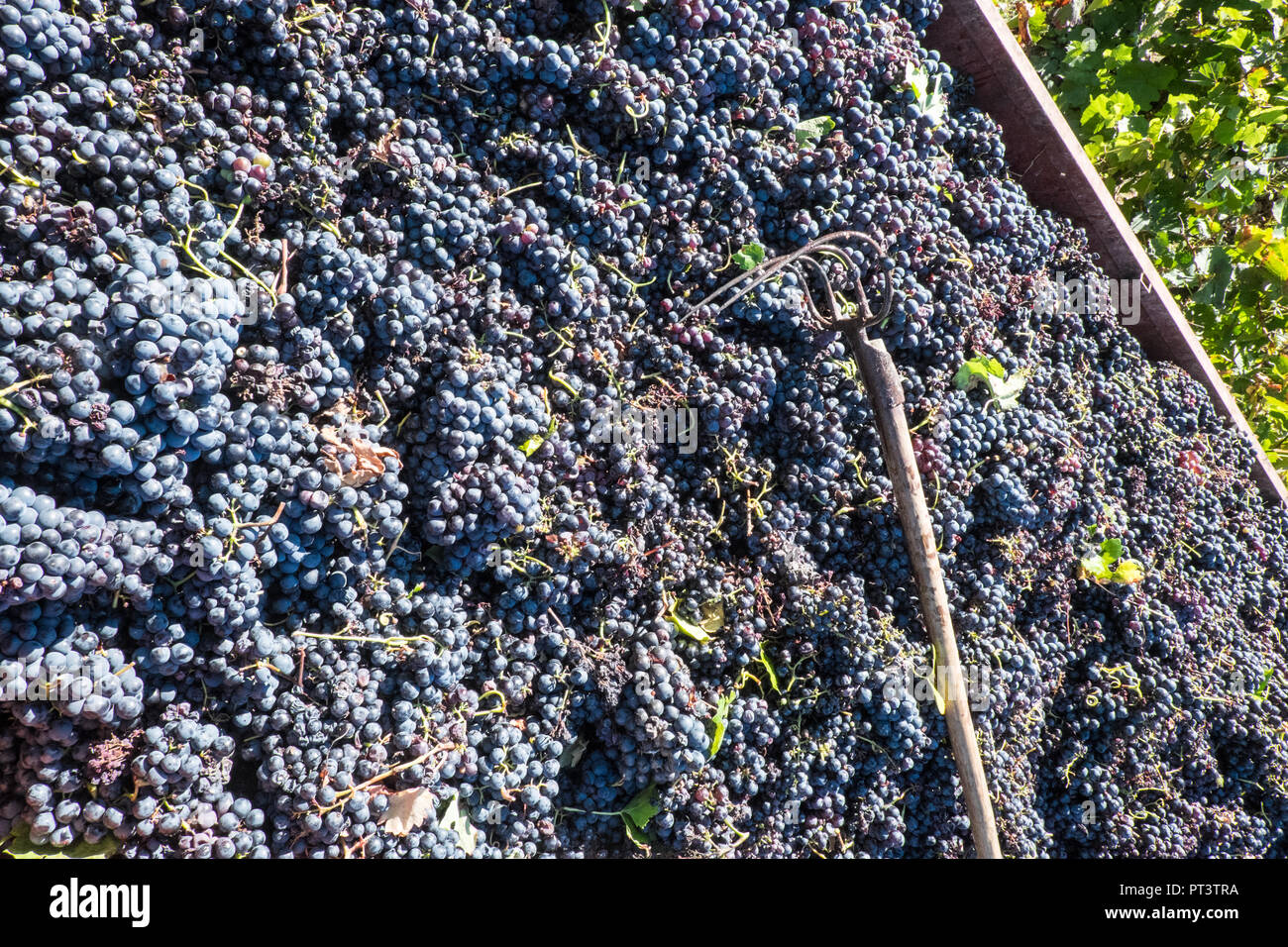 Last French harvest before Brexit.The UK buys up to a third of French ...