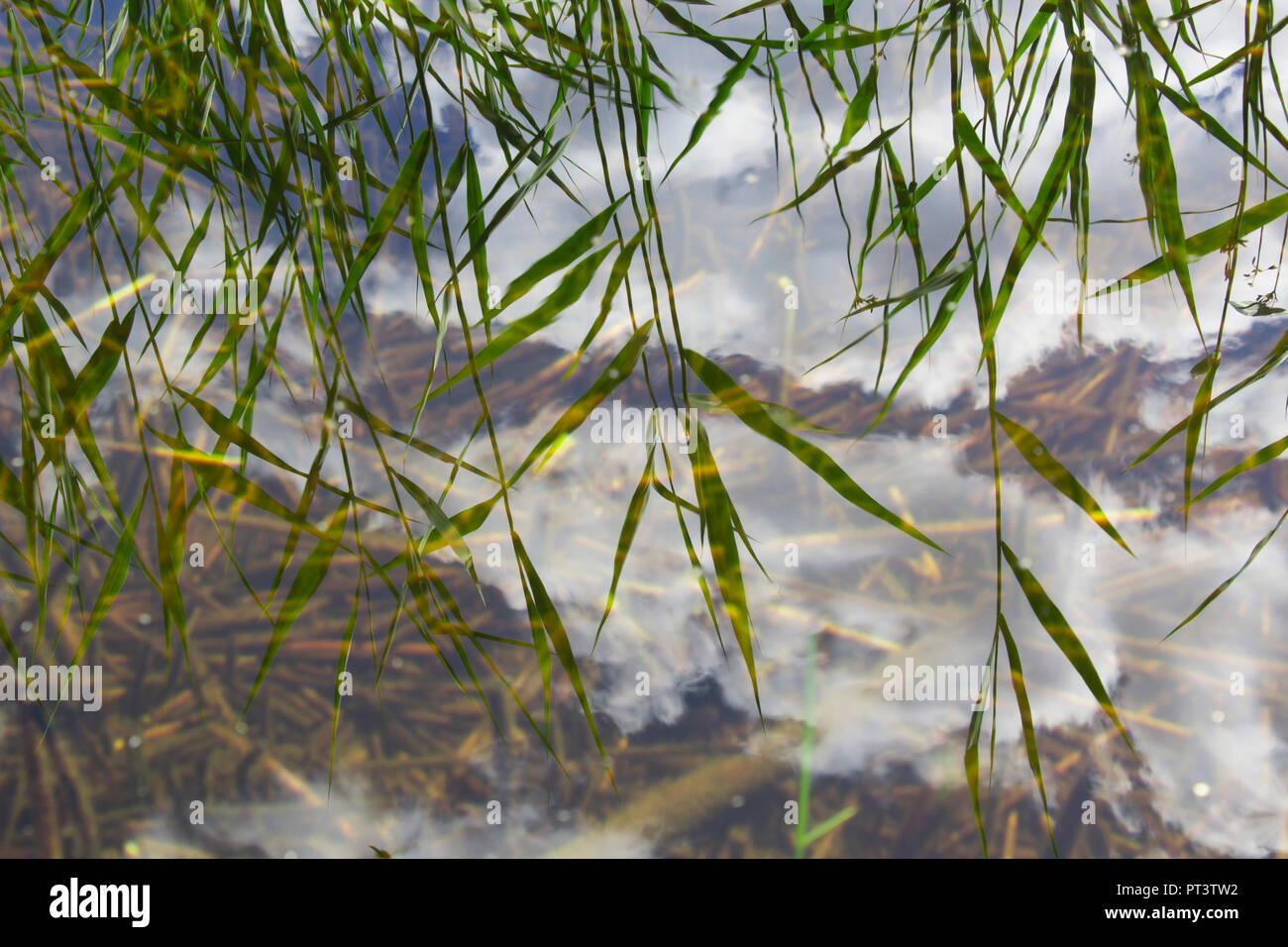 Common reed invasive plant species hi-res stock photography and images ...