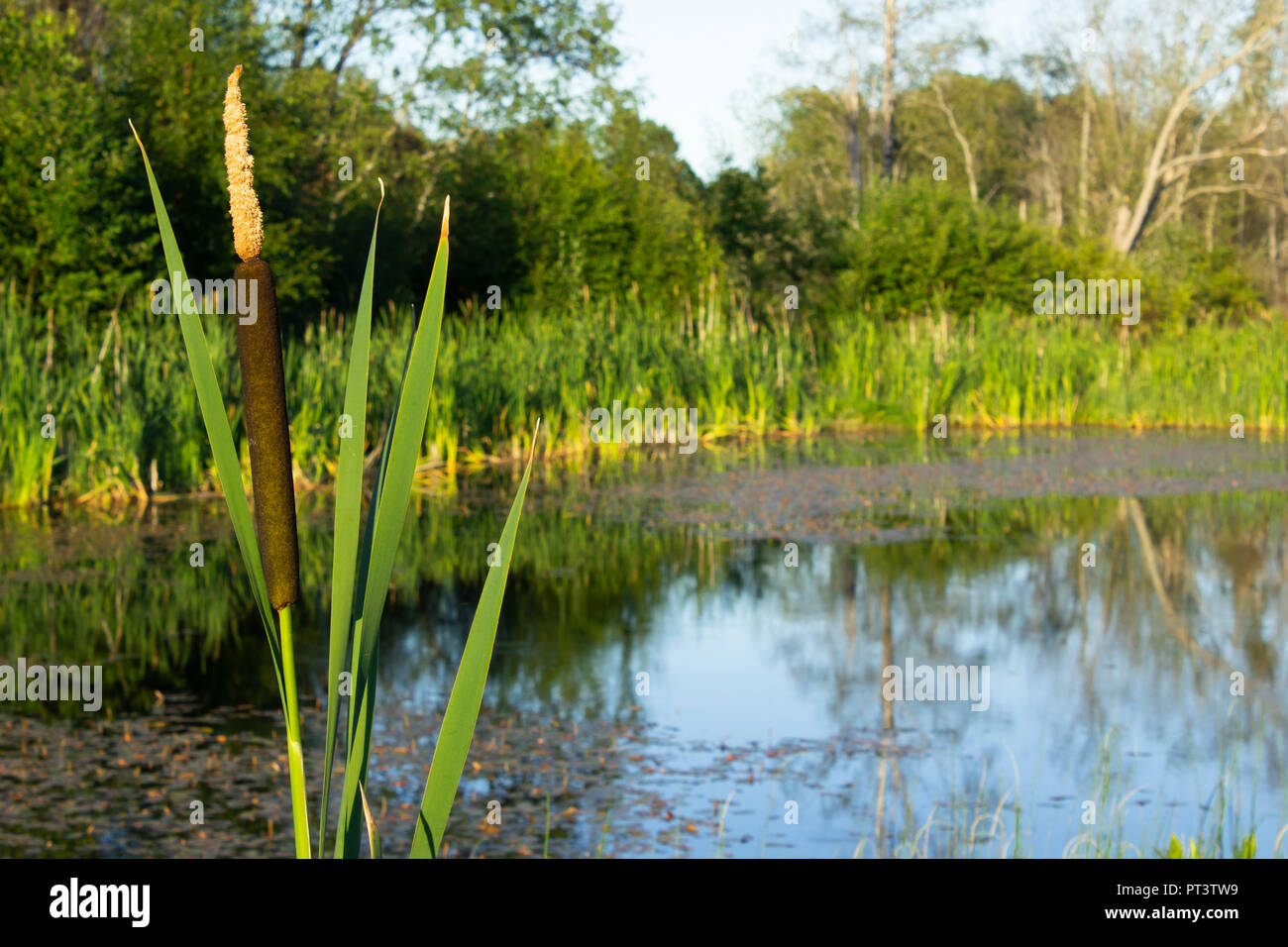 Cat o nine tails hi-res stock photography and images - Alamy