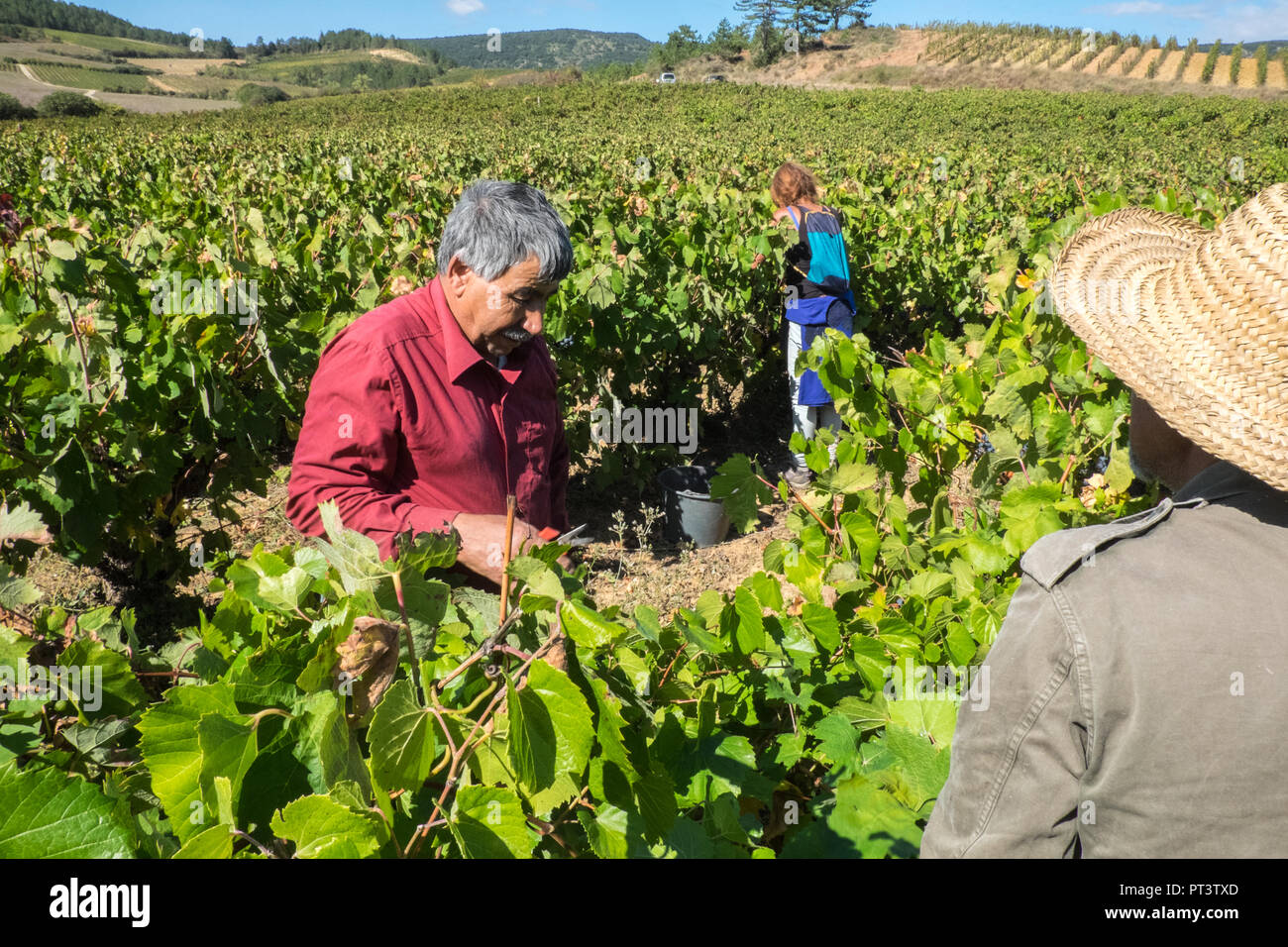 Last French harvest before Brexit.The UK buys up to a third of French ...