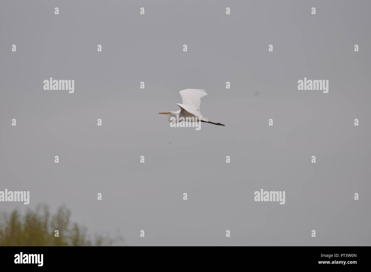 White egert hi-res stock photography and images - Alamy