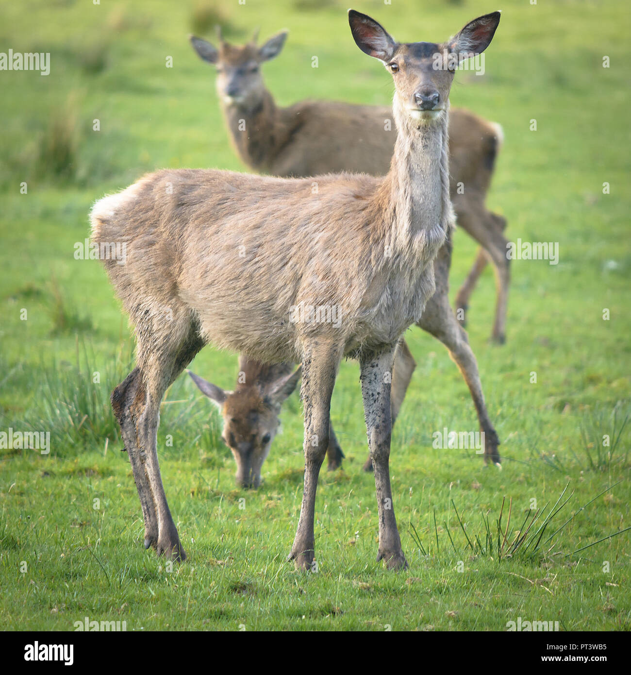 Loch leven wildlife hi-res stock photography and images - Alamy