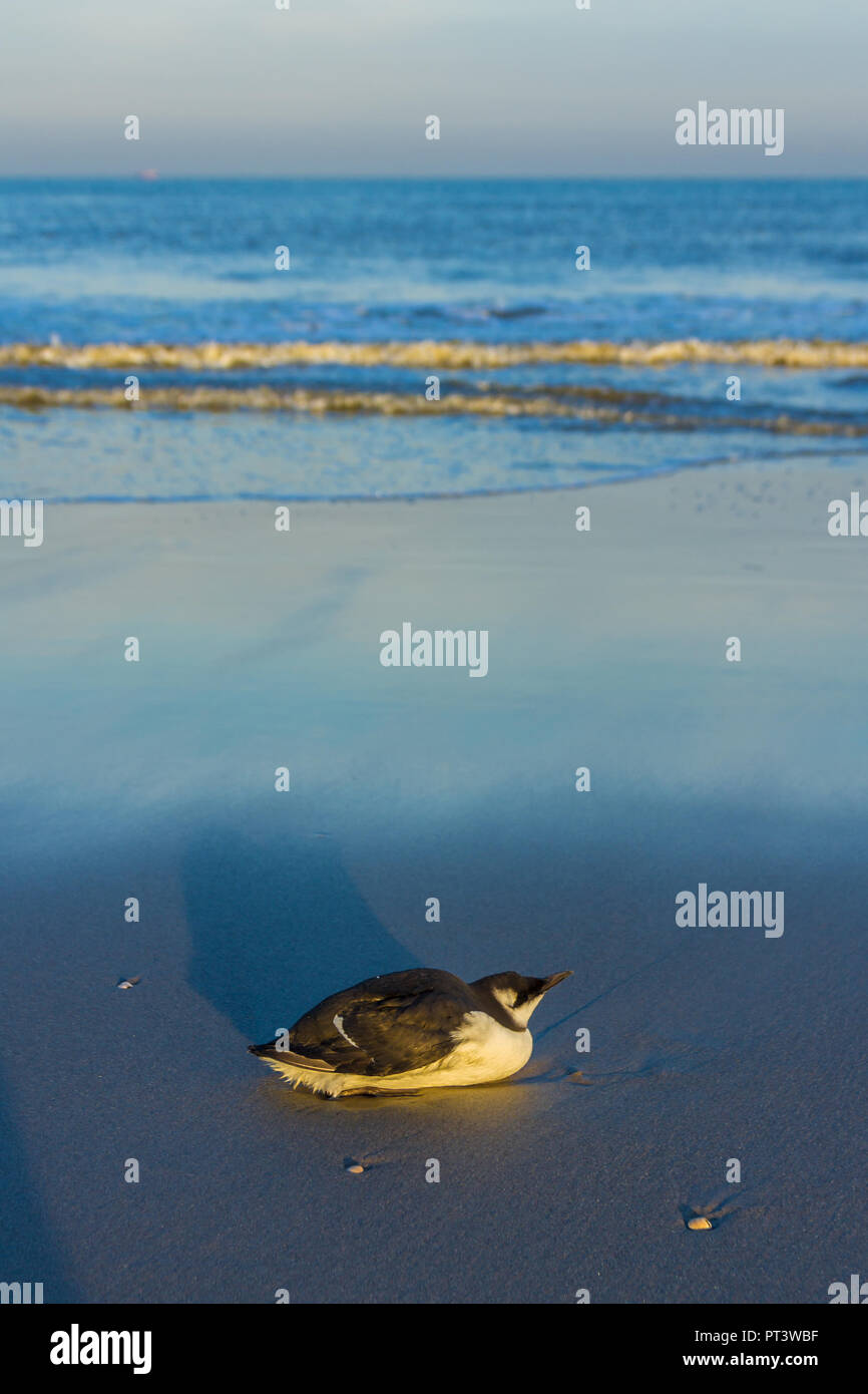 Sick bird hi-res stock photography and images - Alamy