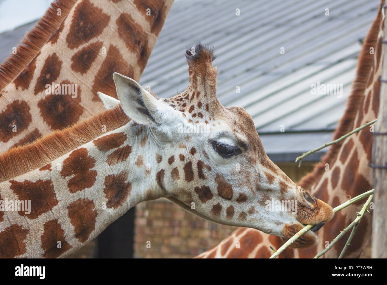 Portrait of a giraffe feeding at a zoo Stock Photo - Alamy