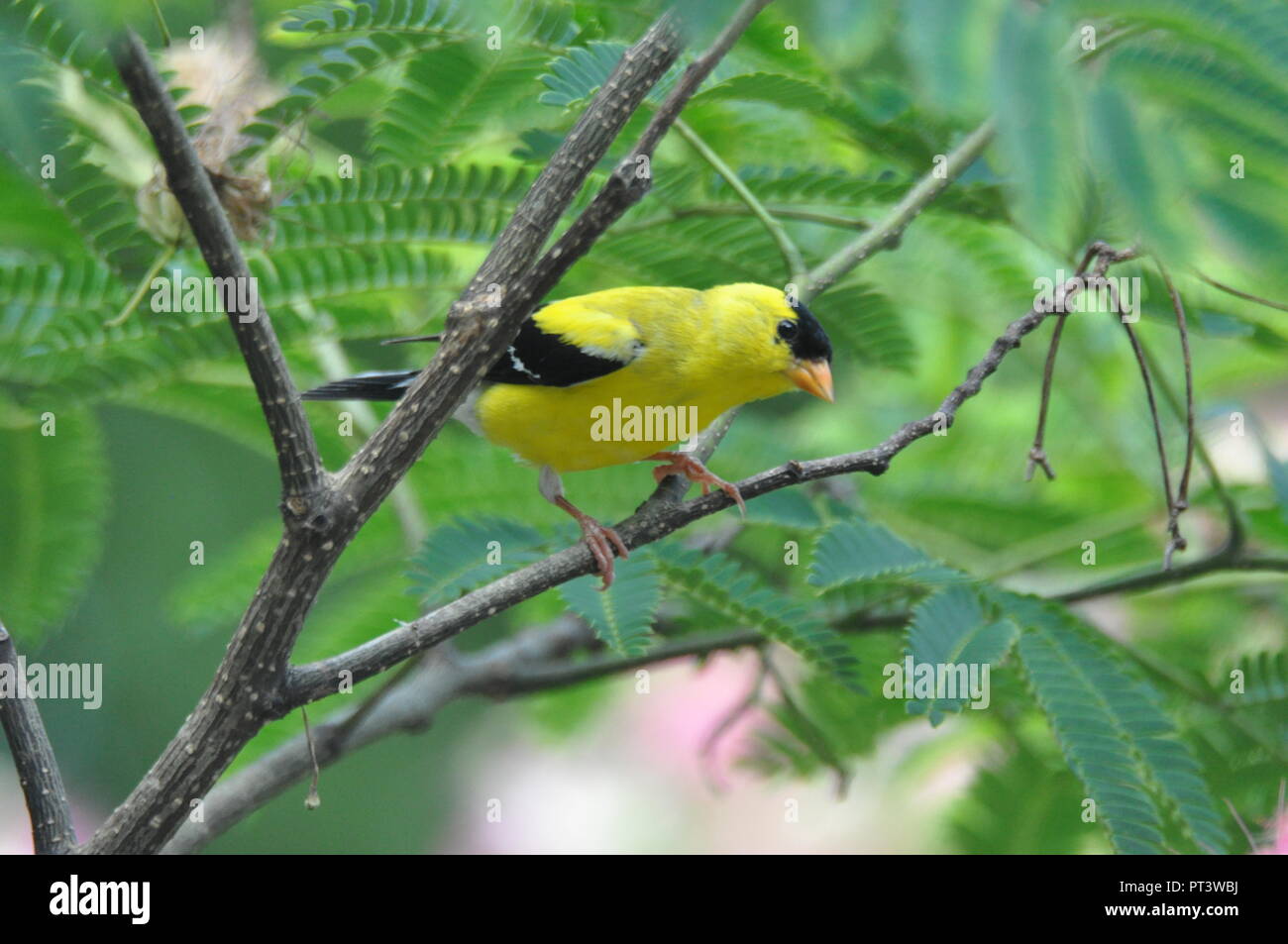 Gold finch hi-res stock photography and images - Alamy
