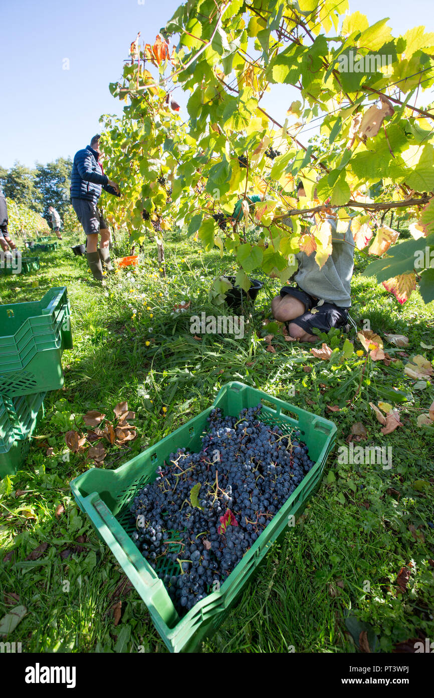 Chilford hall vineyard hi-res stock photography and images - Alamy