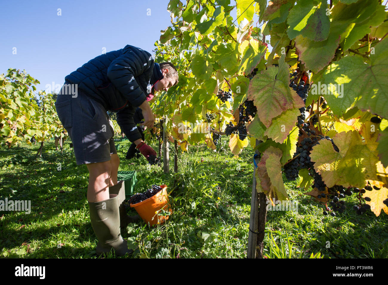 Hot summer grape picking hi-res stock photography and images - Alamy