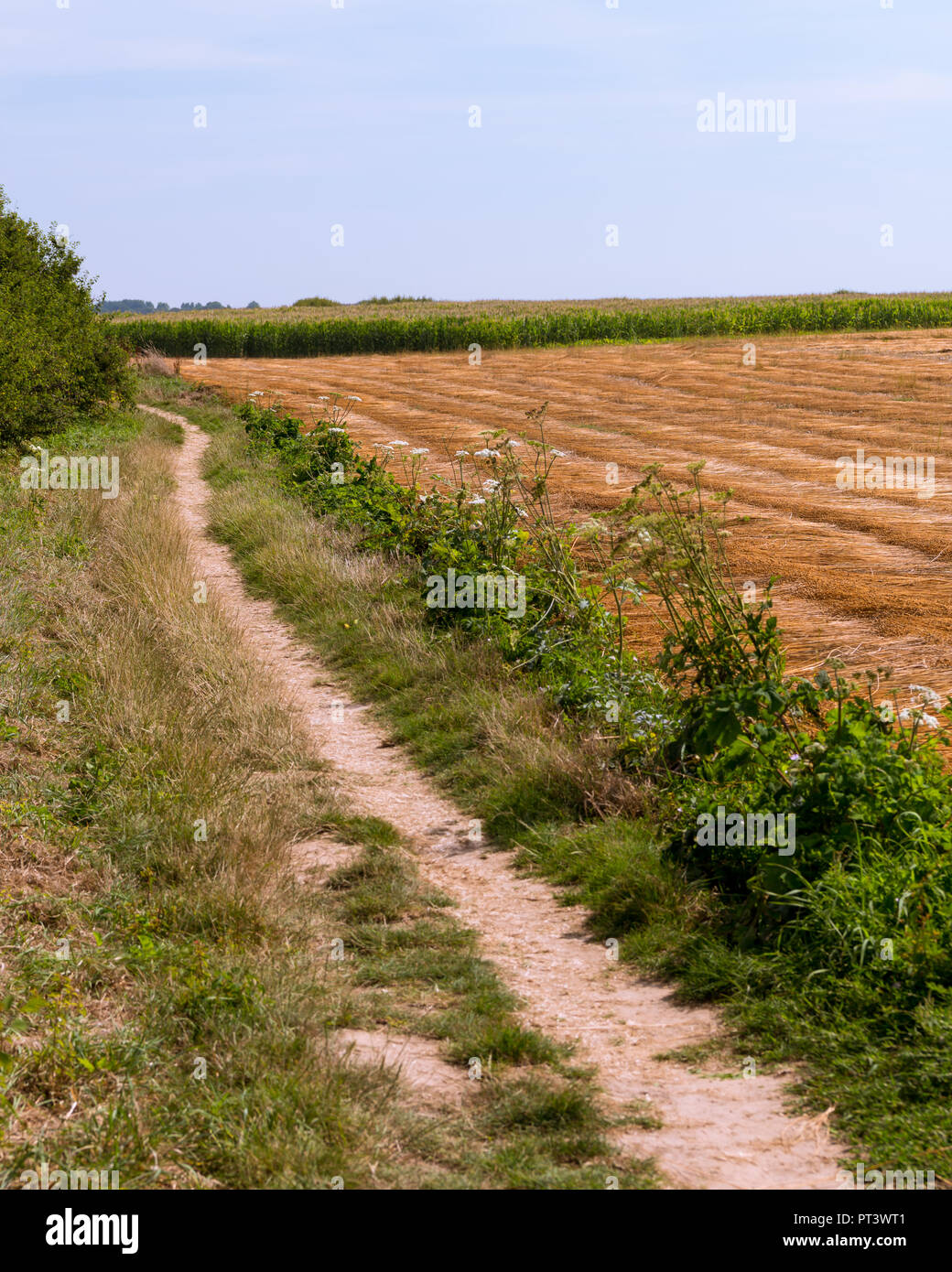 Harvesting flax hi-res stock photography and images - Alamy