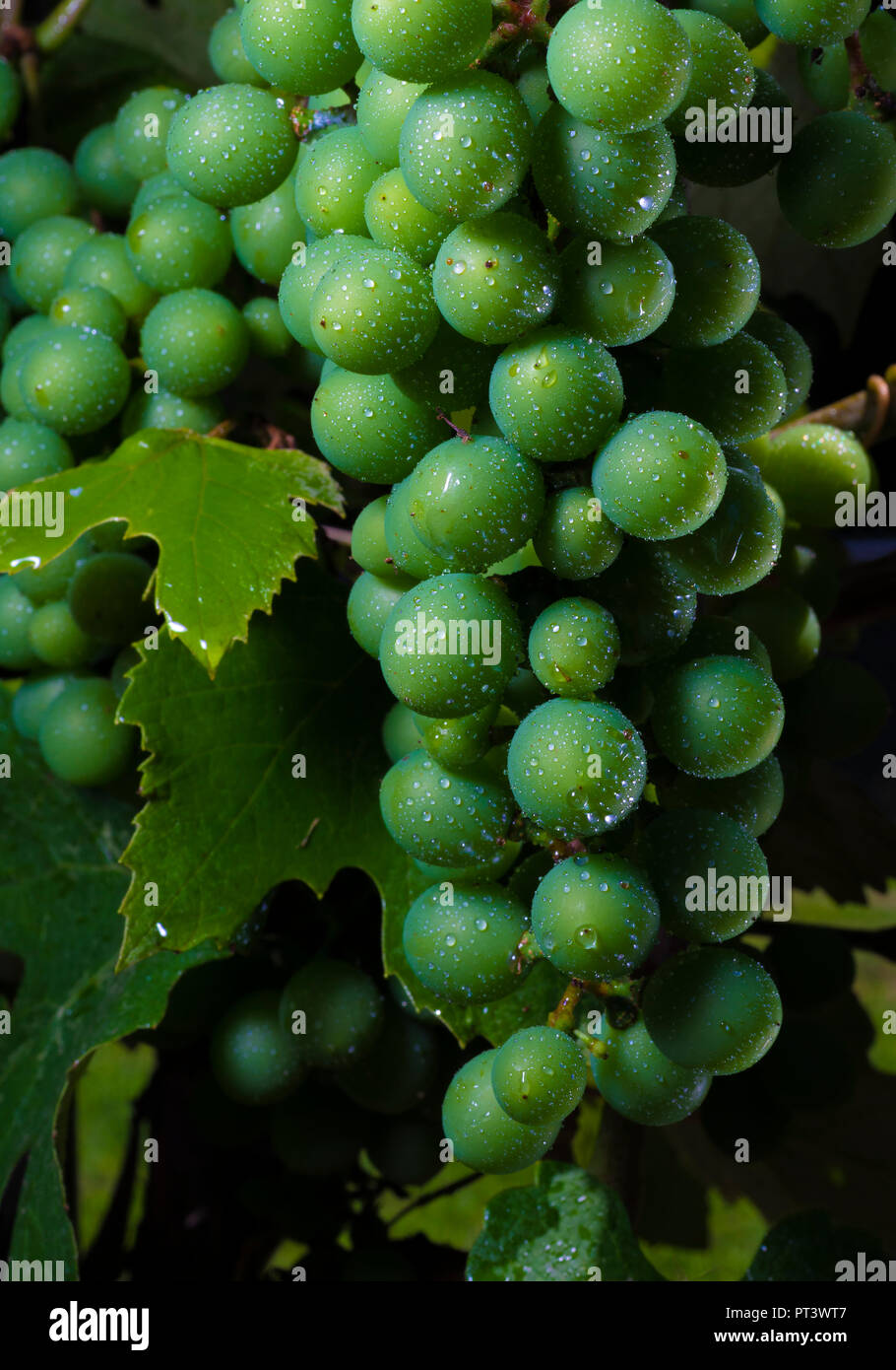 Grapes on the vine still wet after a rain in North Carolina Stock Photo ...
